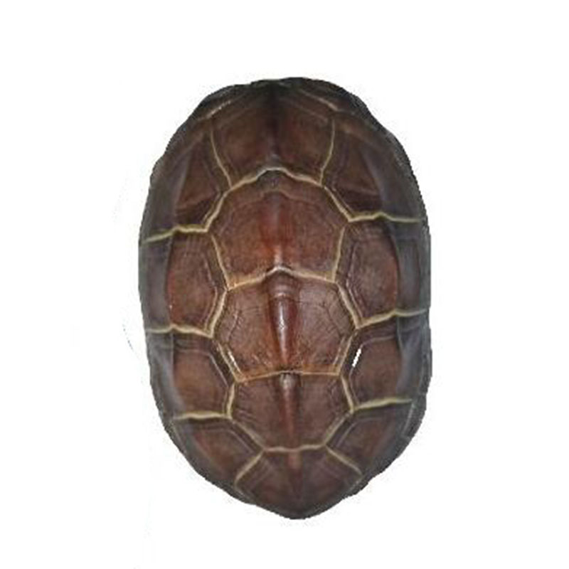 Real Tortoise Shell Collection Art Tortoise Complete Tortoise Shell ...