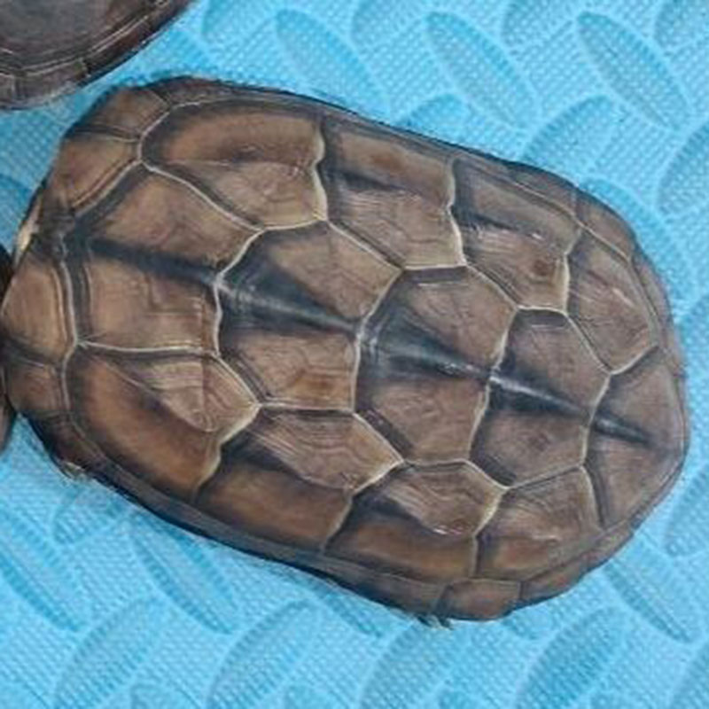 Real Tortoise Shell Collection Art Tortoise Complete Tortoise Shell ...