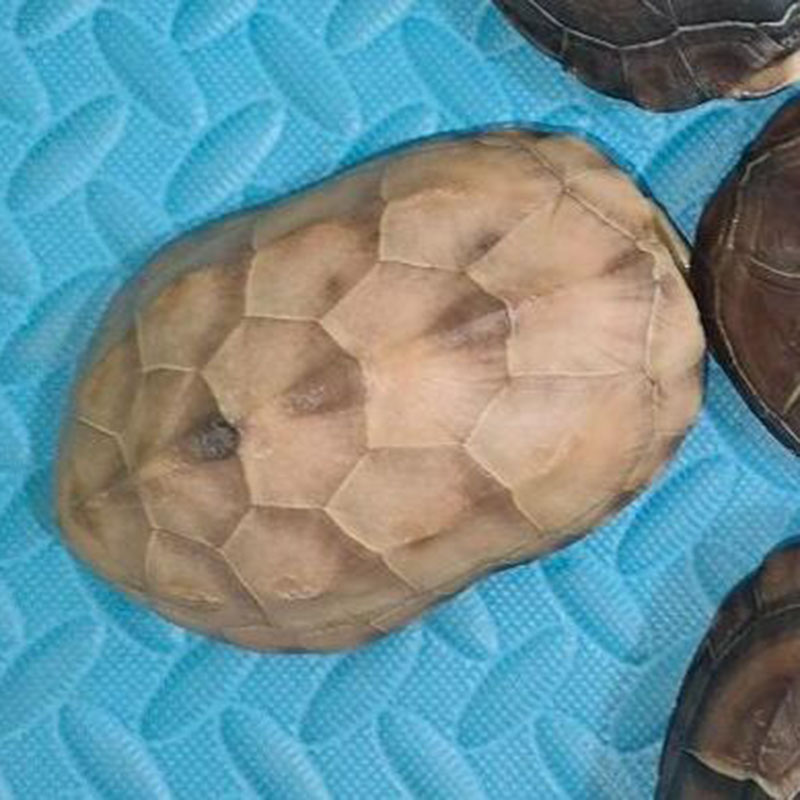 Real Tortoise Shell Collection Art Tortoise Complete Tortoise Shell ...