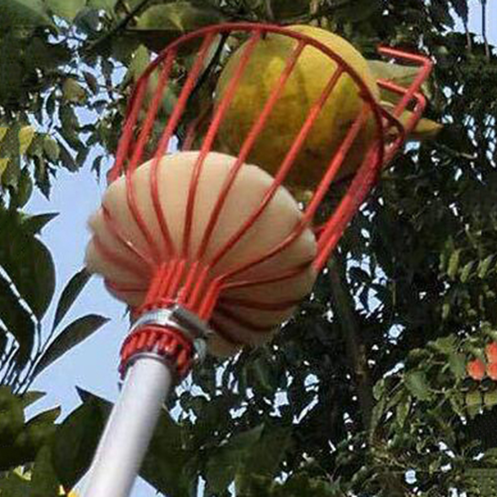 Generic Fruit Picker-Fruit Picker Tool For Picking Avocados And | Jumia ...