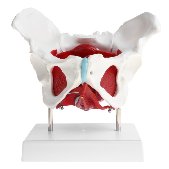 Esqueleto Real De Pelvis Pelvis Masculina De Tamaño Real | Coyitosmx
