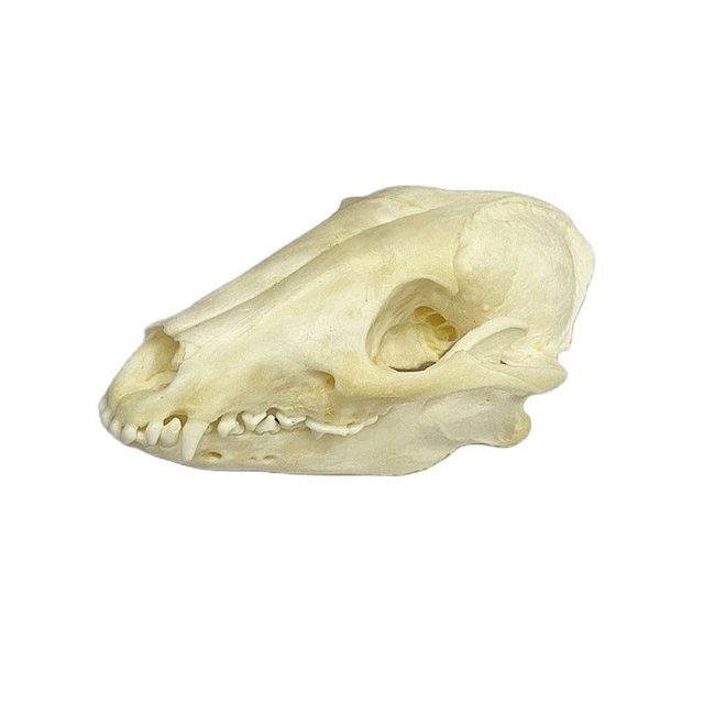 Raccoon Skull Size