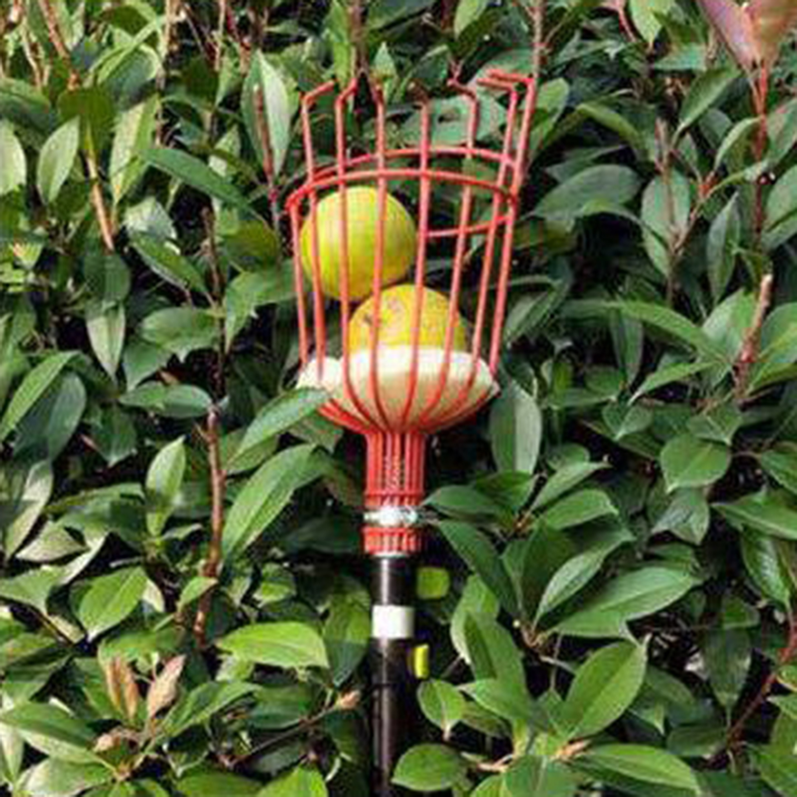 Generic Fruit Picker-Fruit Picker Tool For Picking Avocados And | Jumia ...