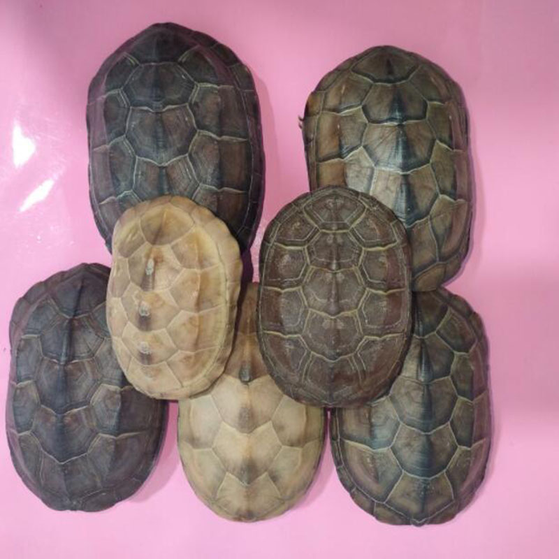 Real Tortoise Shell Collection Art Tortoise Complete Tortoise Shell ...