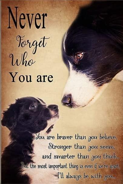 Border Collie Quotes