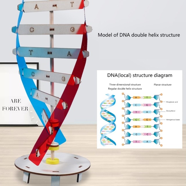 3d Dna Models You Can Make