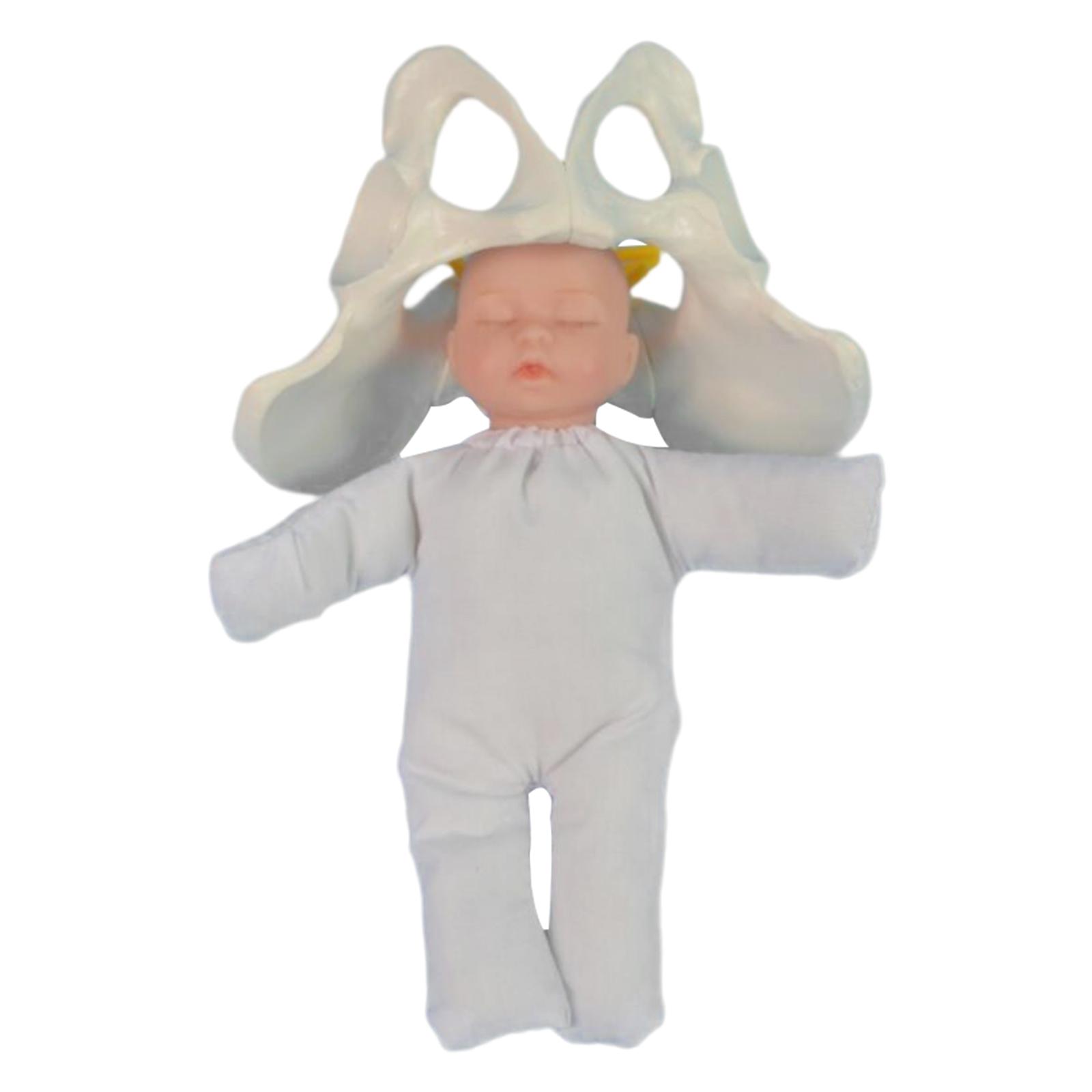 Модель женского таза Female Pelvis Model | AliExpress