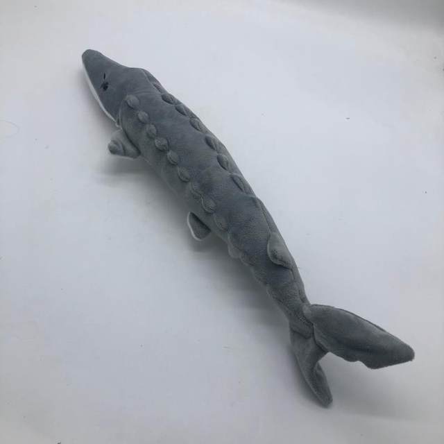 Fish China Dolls Chinese Sturgeon Is On The Brink Of Extinction After