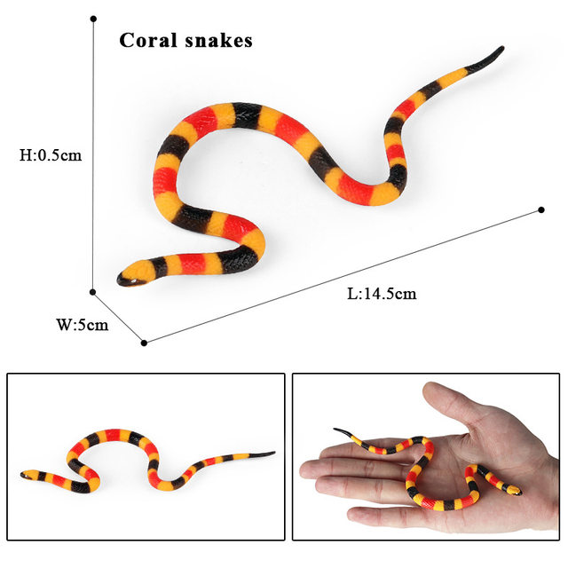 Baby Coral Snake