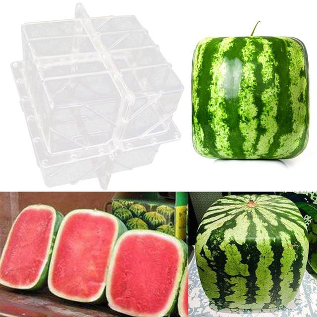 Square Watermelons Growing